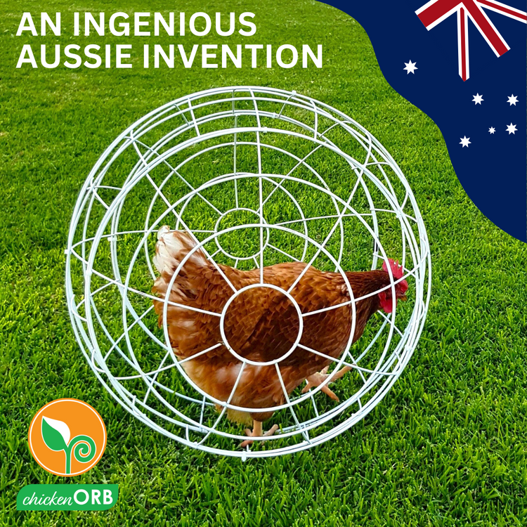 Australian Ingenuity at its Best: The Rise of Chicken Orbs – chickenORB