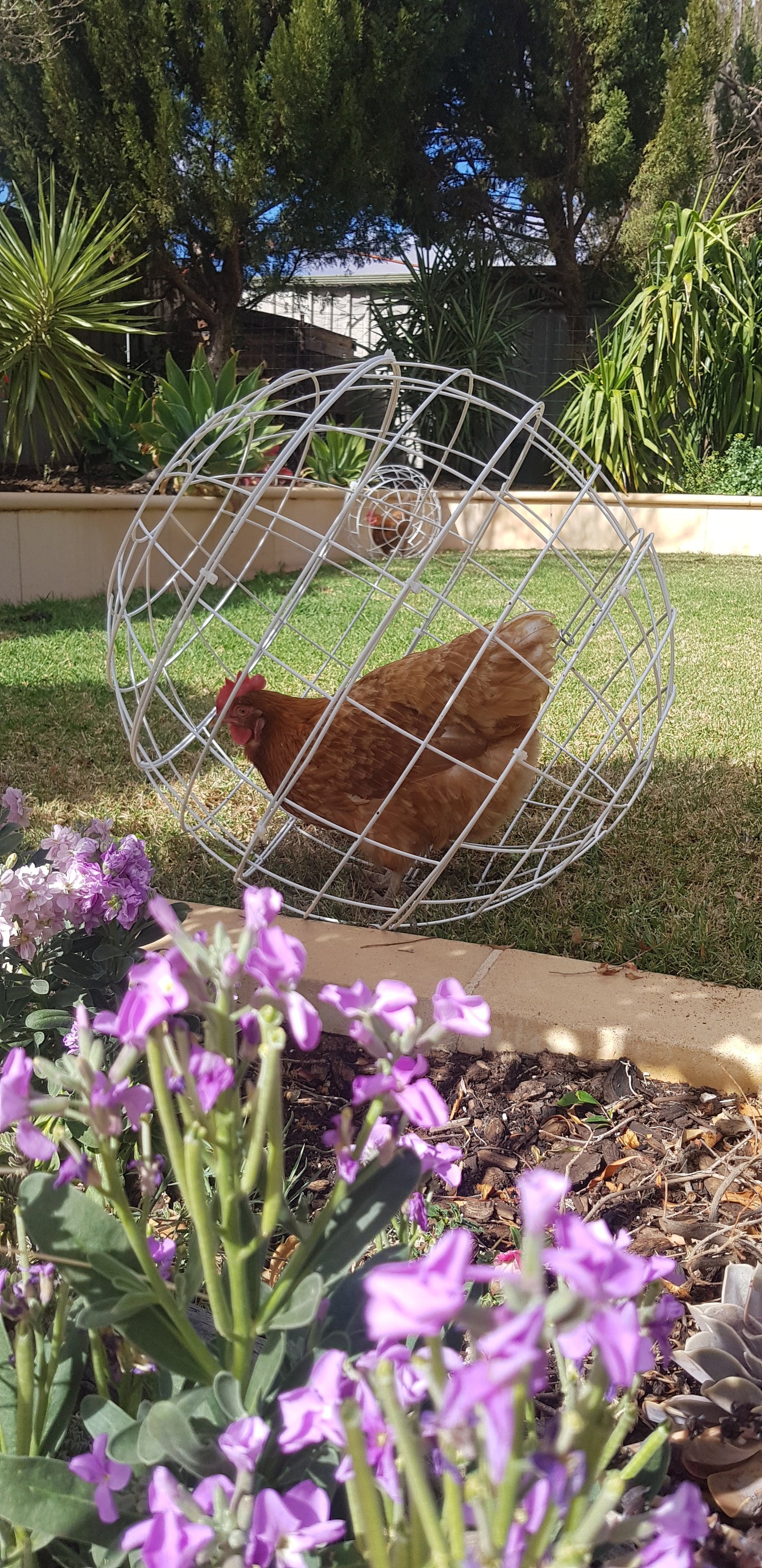 Chicken Orb is a rolling pet chicken enclosure and pet accessory ...