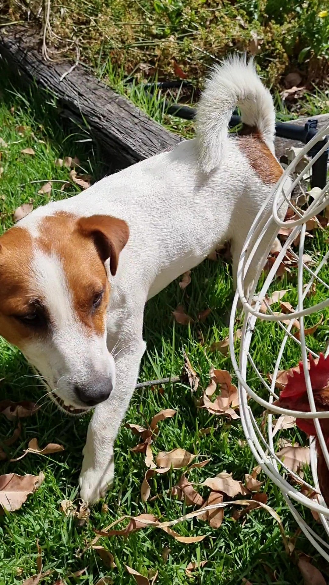 Chicken Orb is a rolling pet chicken enclosure and pet accessory ...