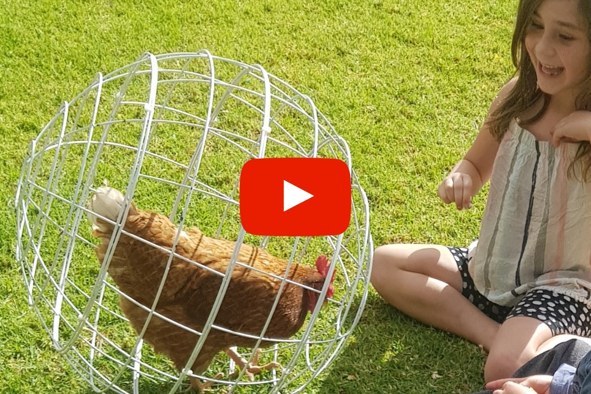 Chicken Orb is a rolling pet chicken enclosure and pet accessory ...