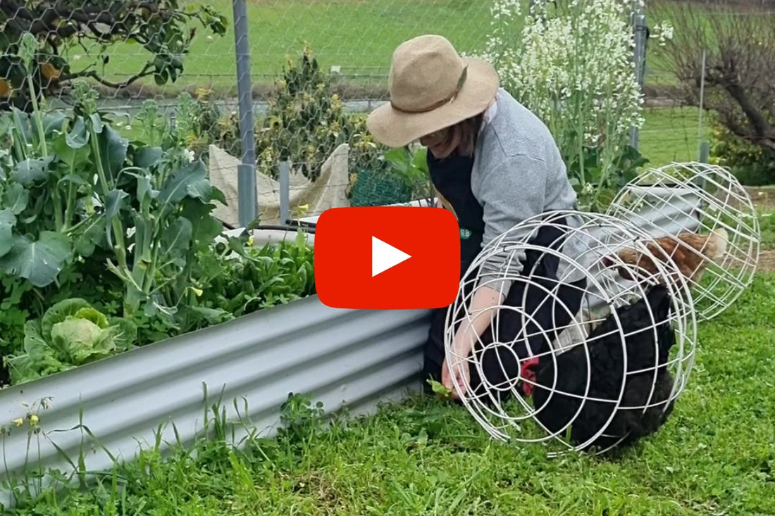 Chicken Orb is a rolling pet chicken enclosure and pet accessory ...