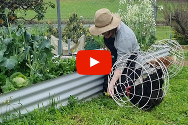 Chicken Orb is a rolling pet chicken enclosure and pet accessory ...