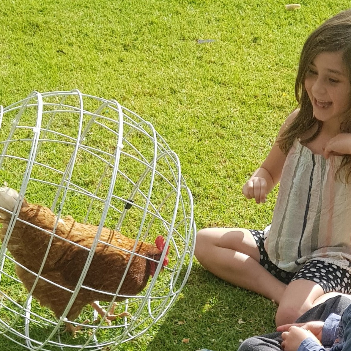 Chicken Orb is a rolling pet chicken enclosure and pet accessory ...