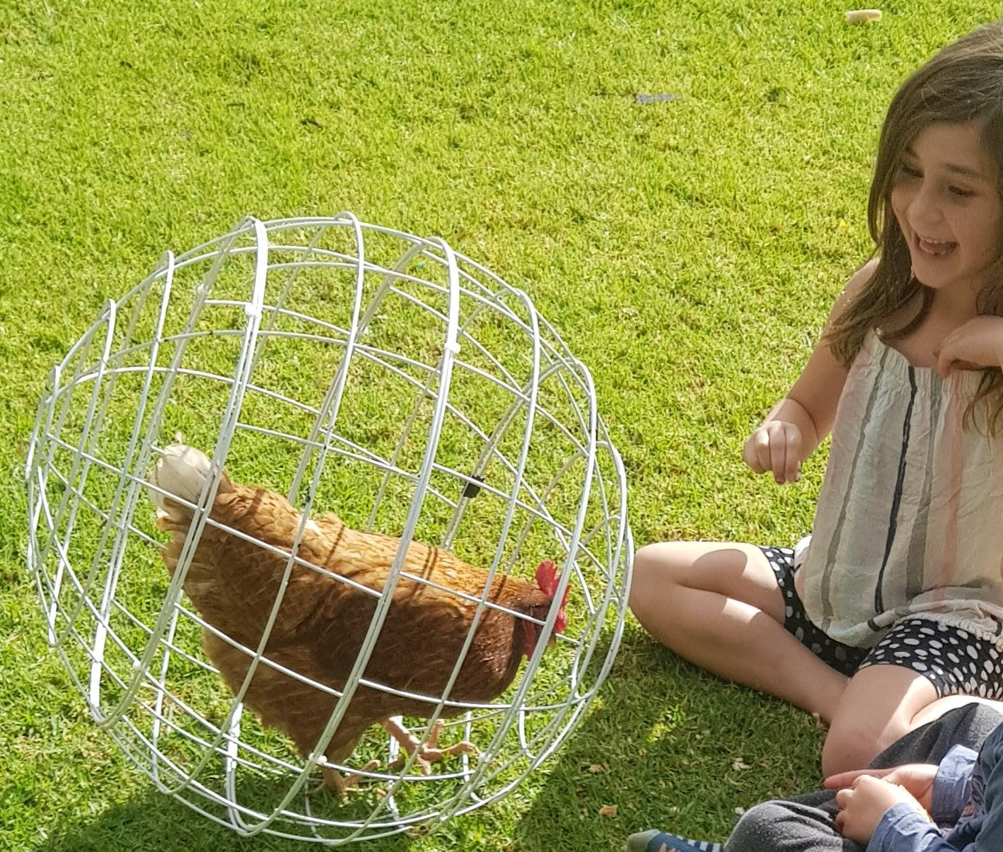 Chicken Orb is a rolling pet chicken enclosure and pet accessory ...
