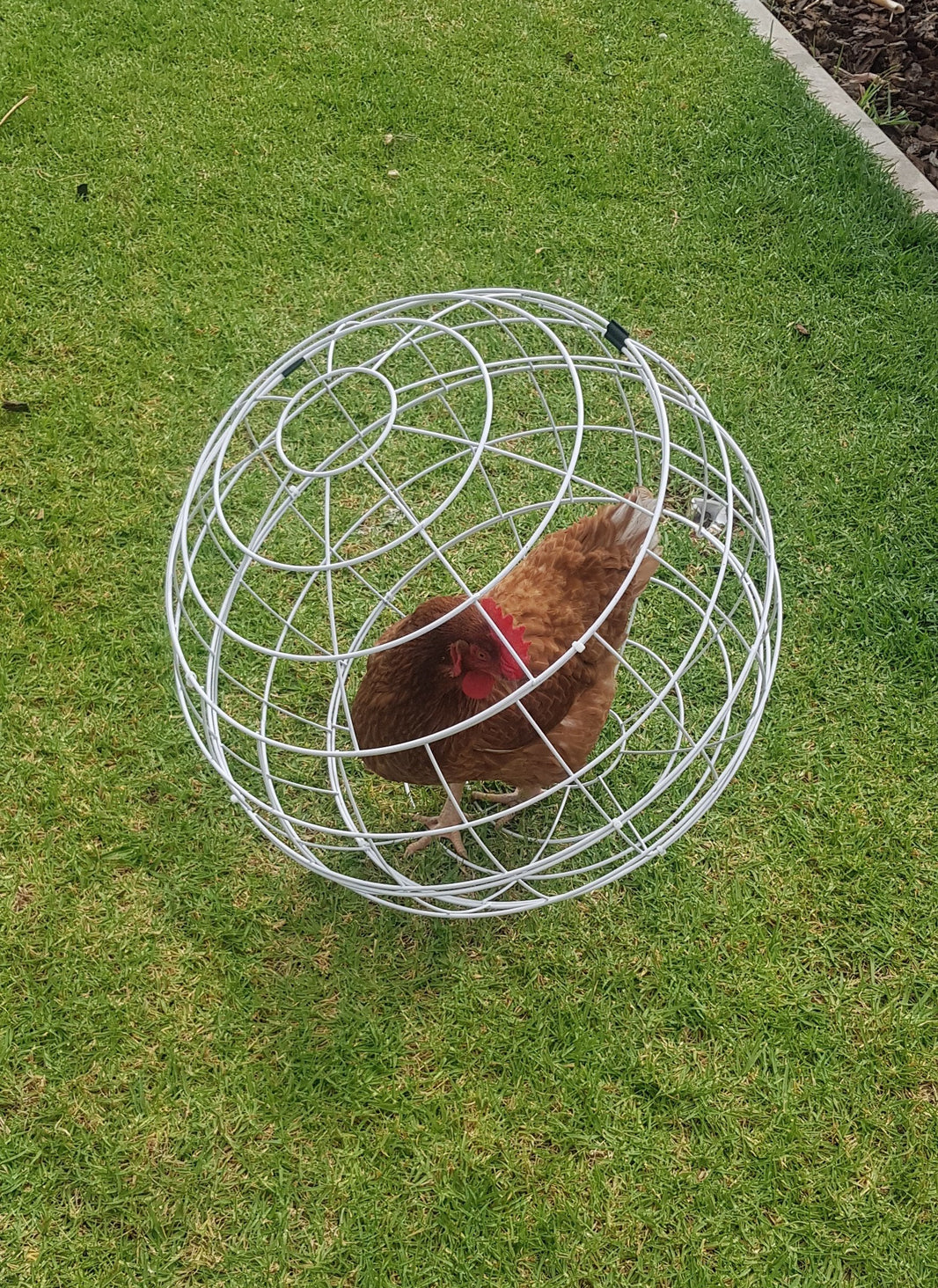 Chicken Orb is a rolling pet chicken enclosure and pet accessory ...